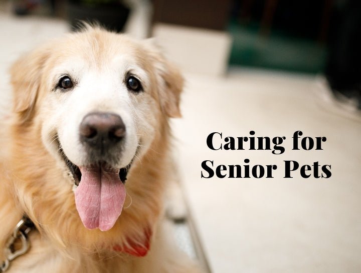 Senior Pet Care Secrets: 7 Essential Tips for Qatar Pet Owners – Pets Qatar