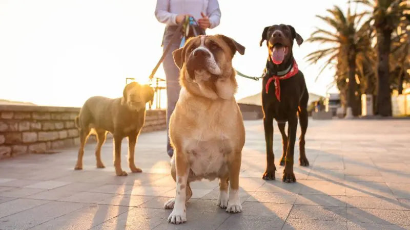 Qatar's Most Popular Pet Breeds: Care Tips and Local Considerations ...