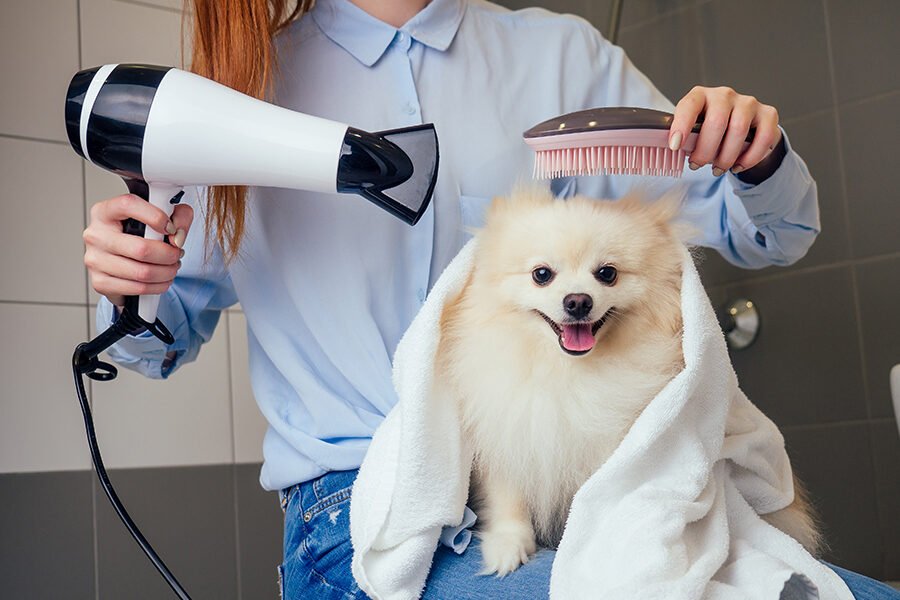 Pet Grooming in Qatar: DIY Tips and Professional Services – Pets Qatar