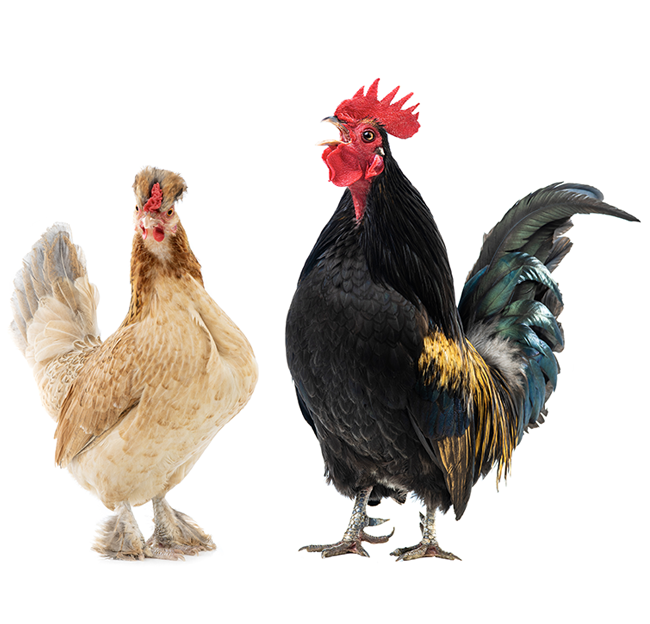 Chicken – Pets Qatar