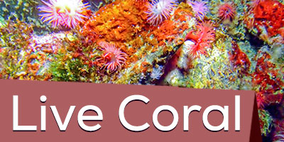 Live Coral – Pets Qatar