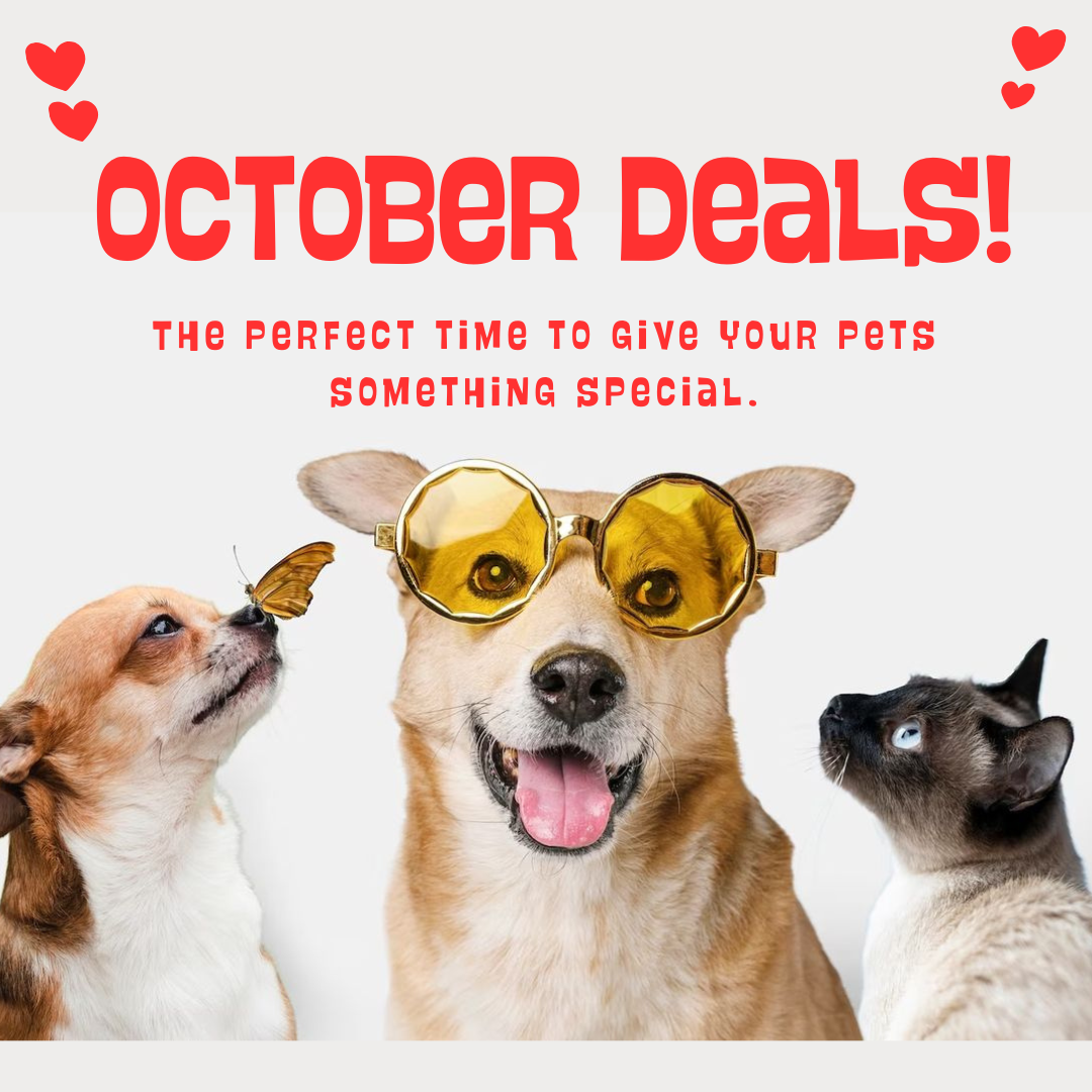 October Deals – Pets Qatar
