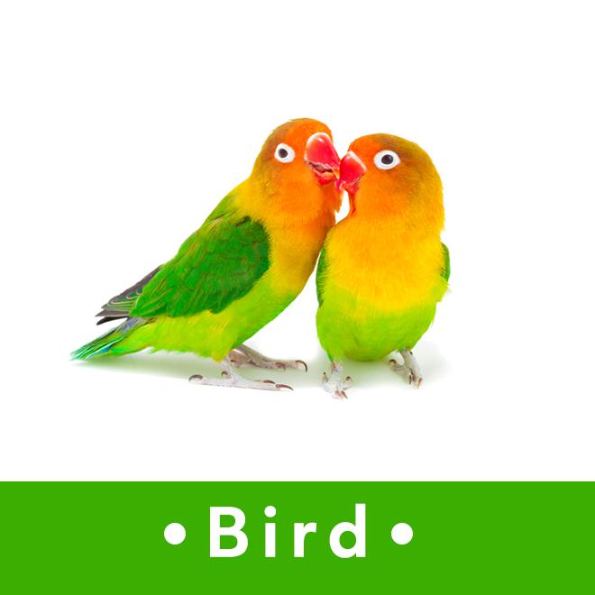Bird - Your Delightful Companion – Pets Qatar