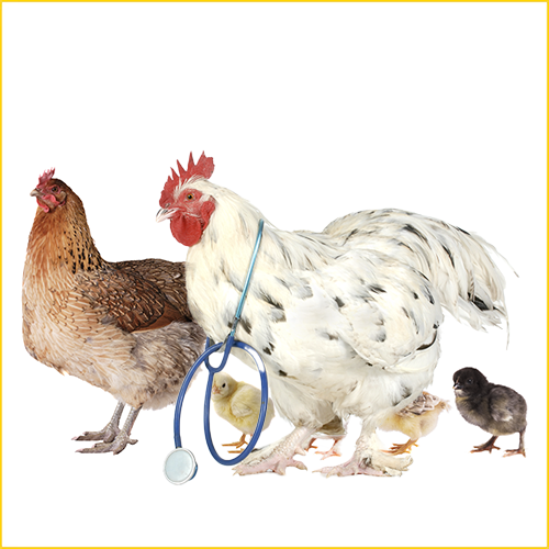 Chicken Care – Pets Qatar