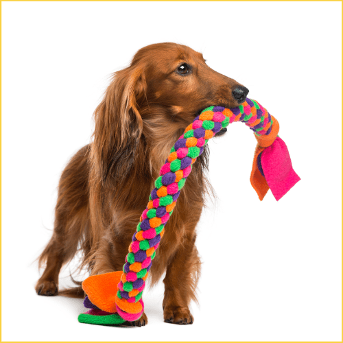 Fun and Durable Dog Toys for Playtime | Best Toy Collection – Pets Qatar