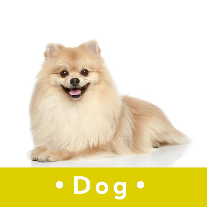 Enhance Your Dog's Comfort & Play | Quality Dog Products – Pets Qatar