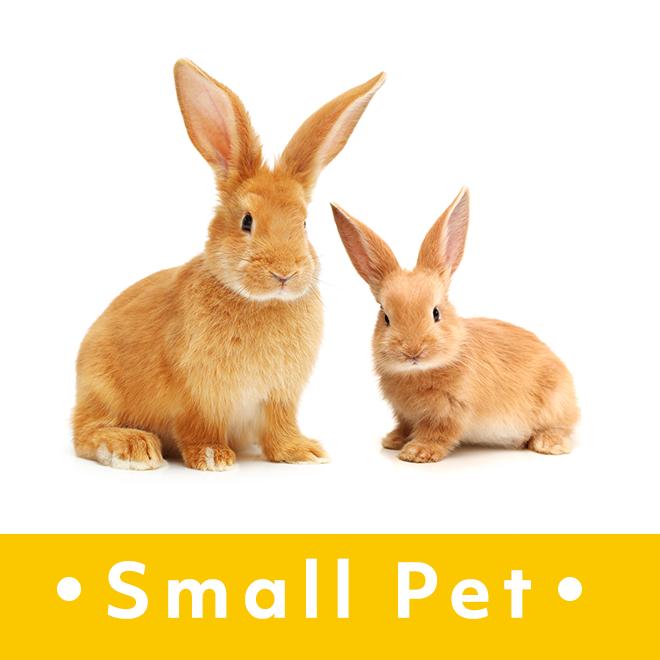 small pet – Pets Qatar