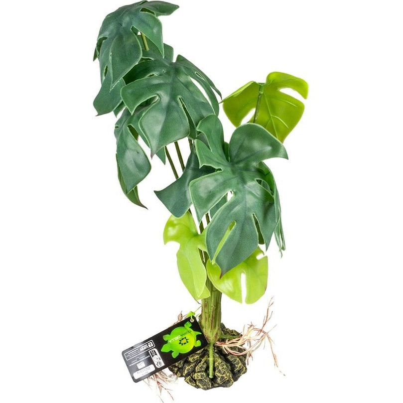 Monstera – Pets Qatar